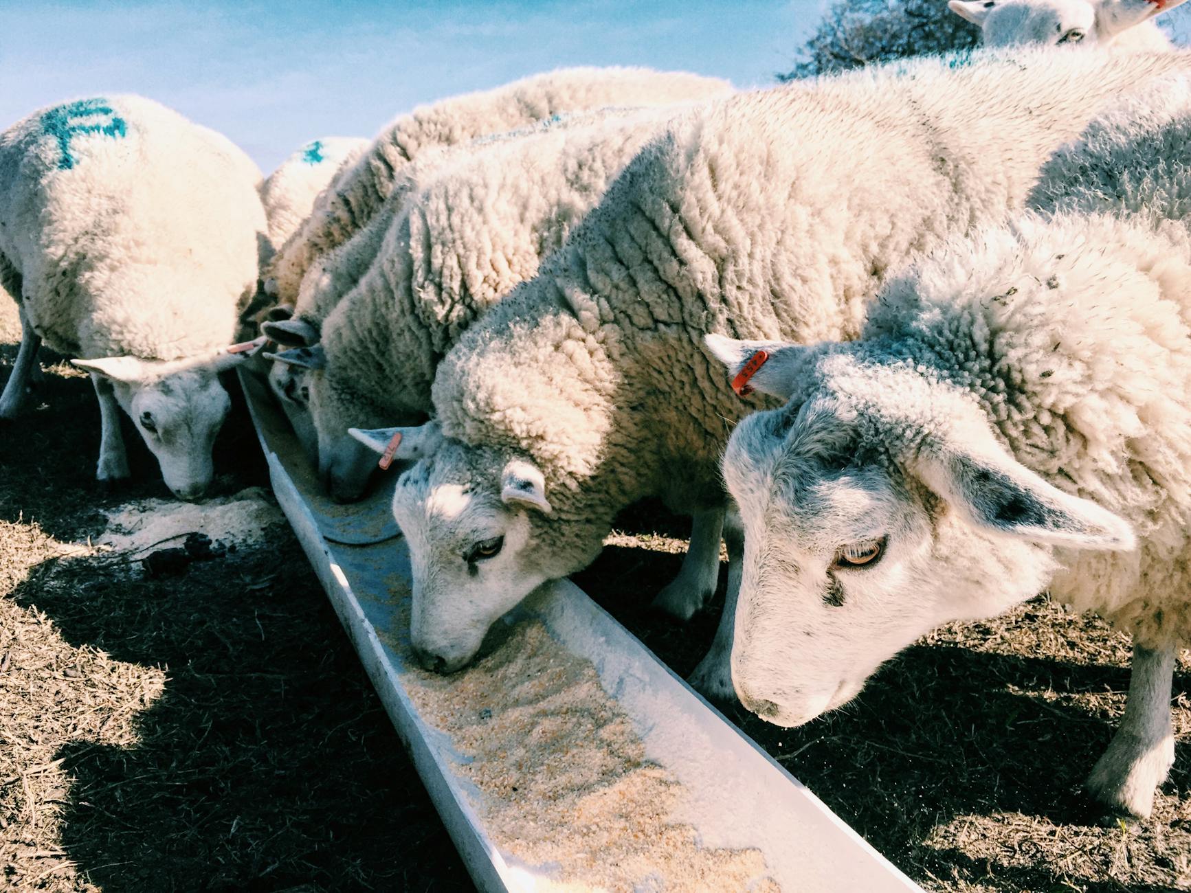 Australia’s Largest Sheep Station Hits the Market - Agriculture ...