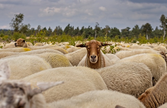 CPC Returns to Wool After 25 Years, Acquires Australia’s Largest Sheep ...