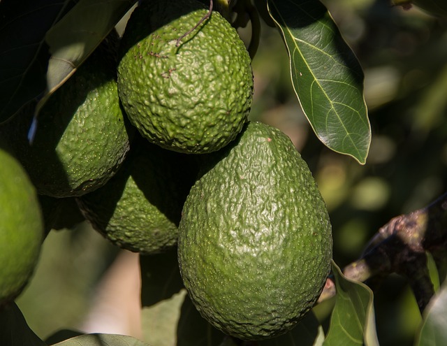 Seeka Acquires the Assets of Avocado and Olive Oil Producer Olivado ...