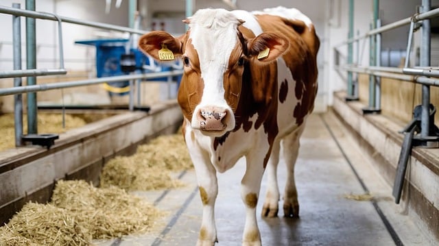 Arla Foods, DMK Group Merge to Form Largest Dairy Co-op in Europe ...