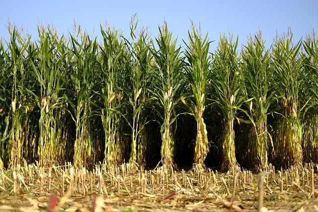China’s Citic Investing $250M to Develop 100K He. of Corn and Soybean ...