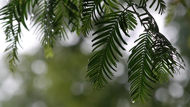 Manulife Forest Climate Fund Makes First International Timberland ...