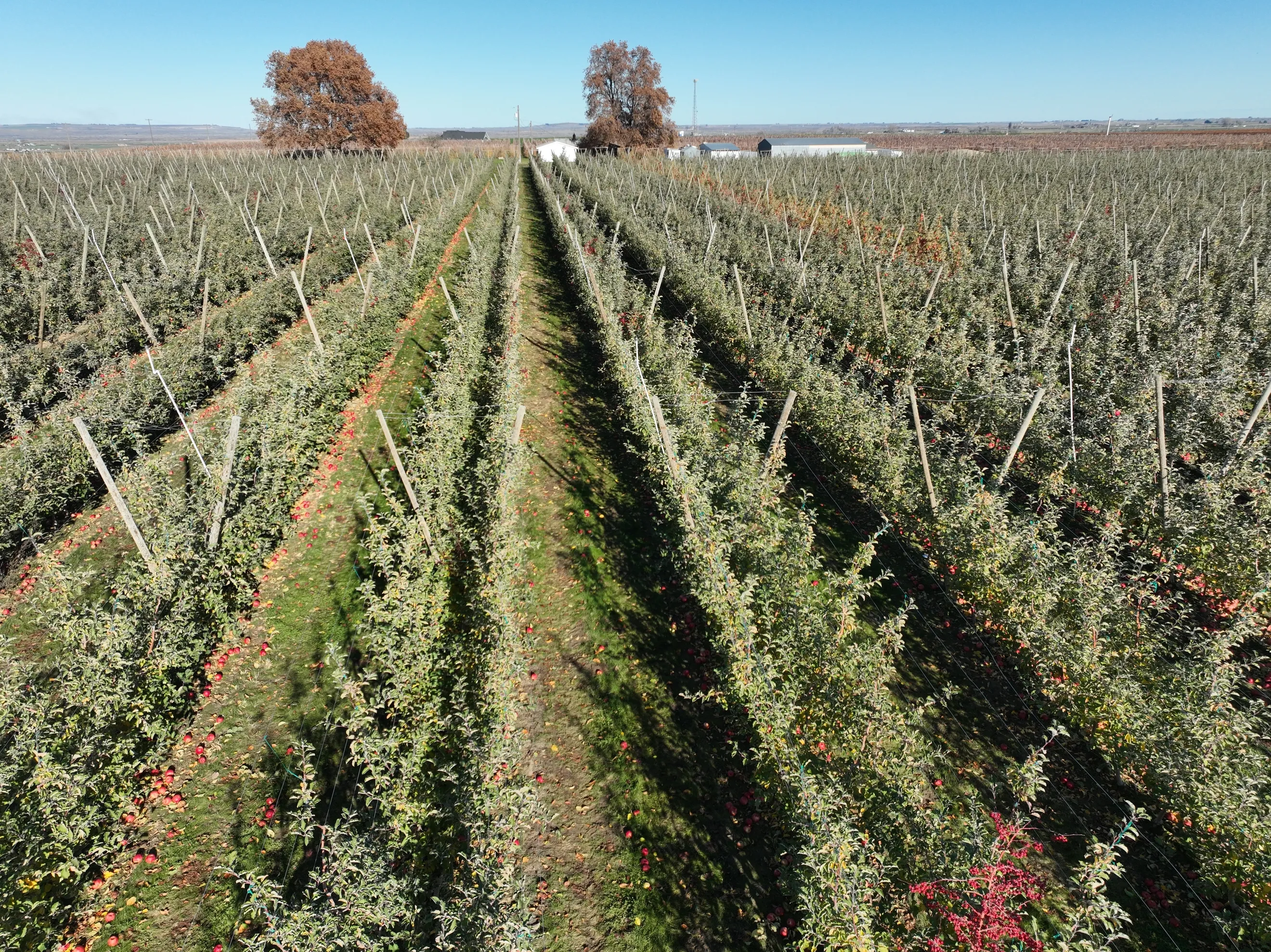 817-Acre Organic and Conventional Row Crop Farm and Orchard Portfolio ...